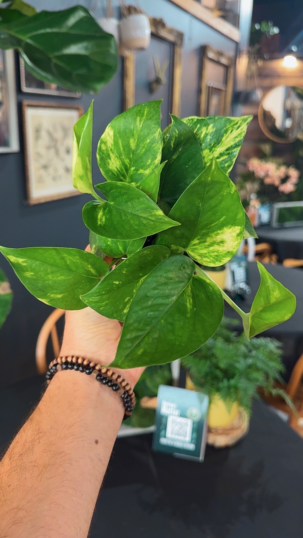 4” Golden Pothos – Rooted Living Designs