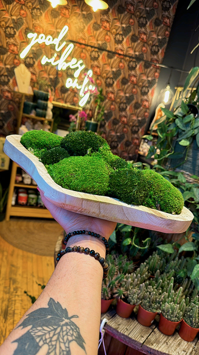 Preserved Moss Coffee Table Design – Rooted Living Designs