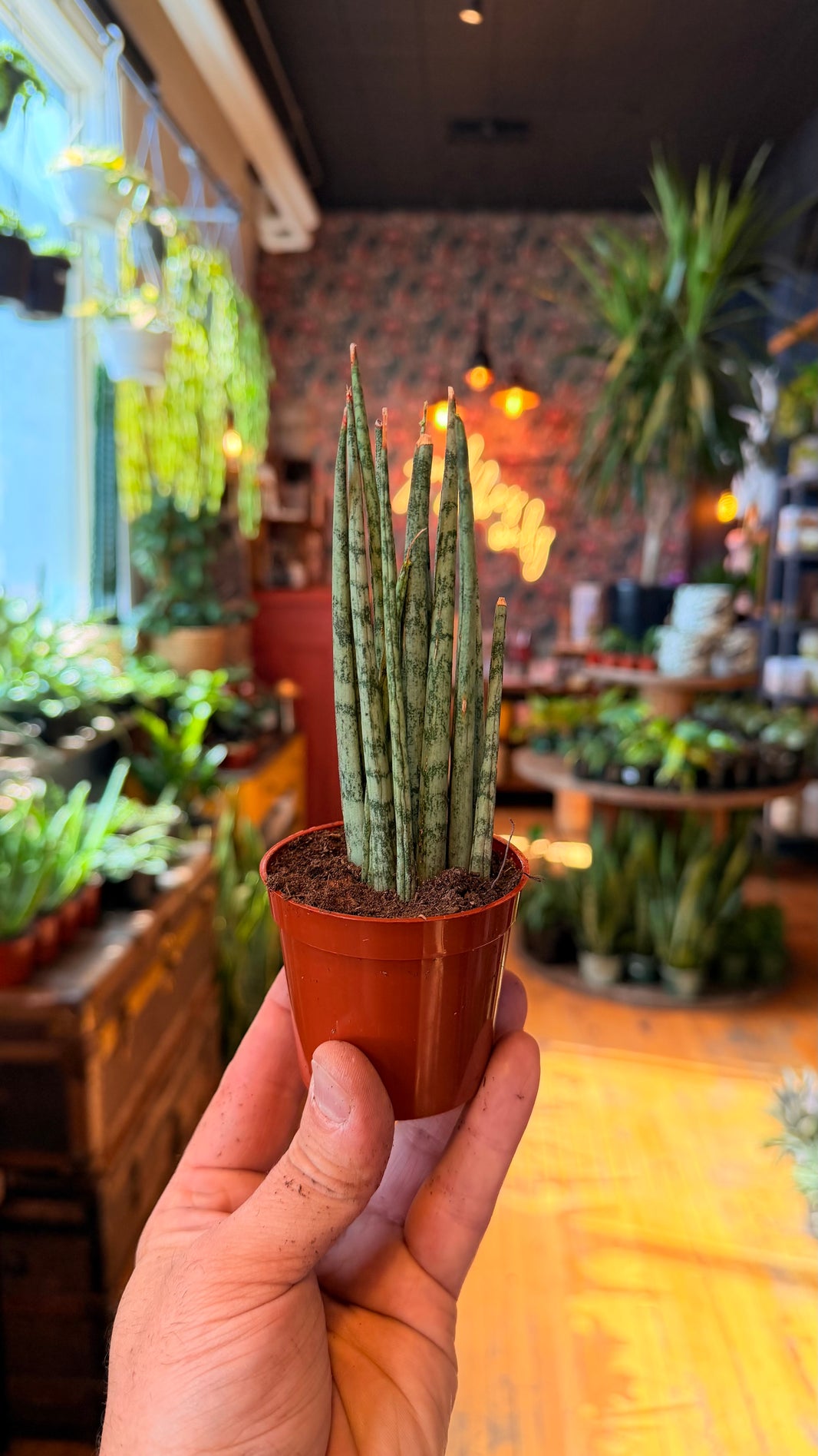 Tropical House Plants – Page 6 – Rooted Living Designs